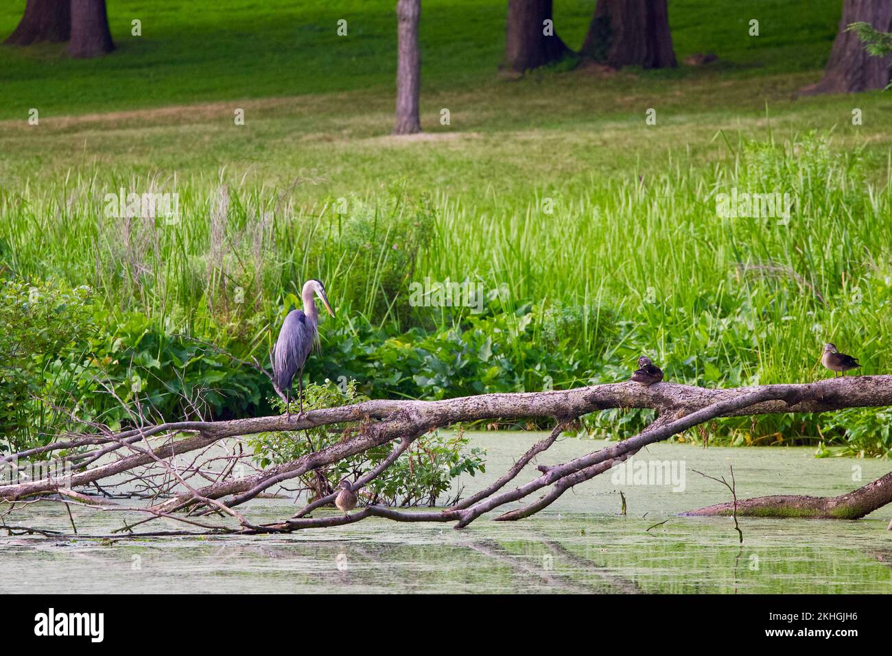 A gray heron perching on tree branch Stock Photo - Alamy