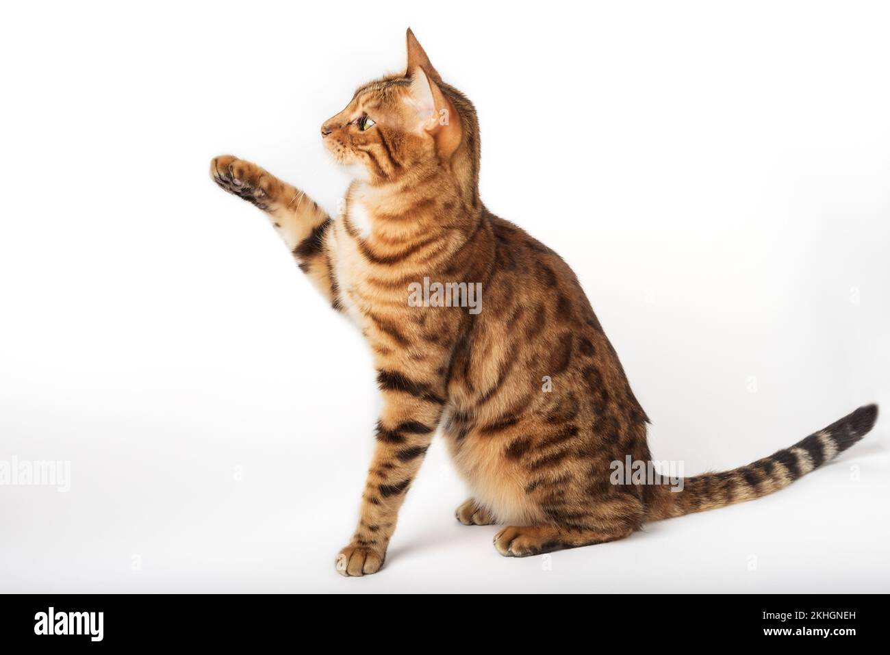 Bengal cat with raised paw isolated. Domestic cat on a white background ...