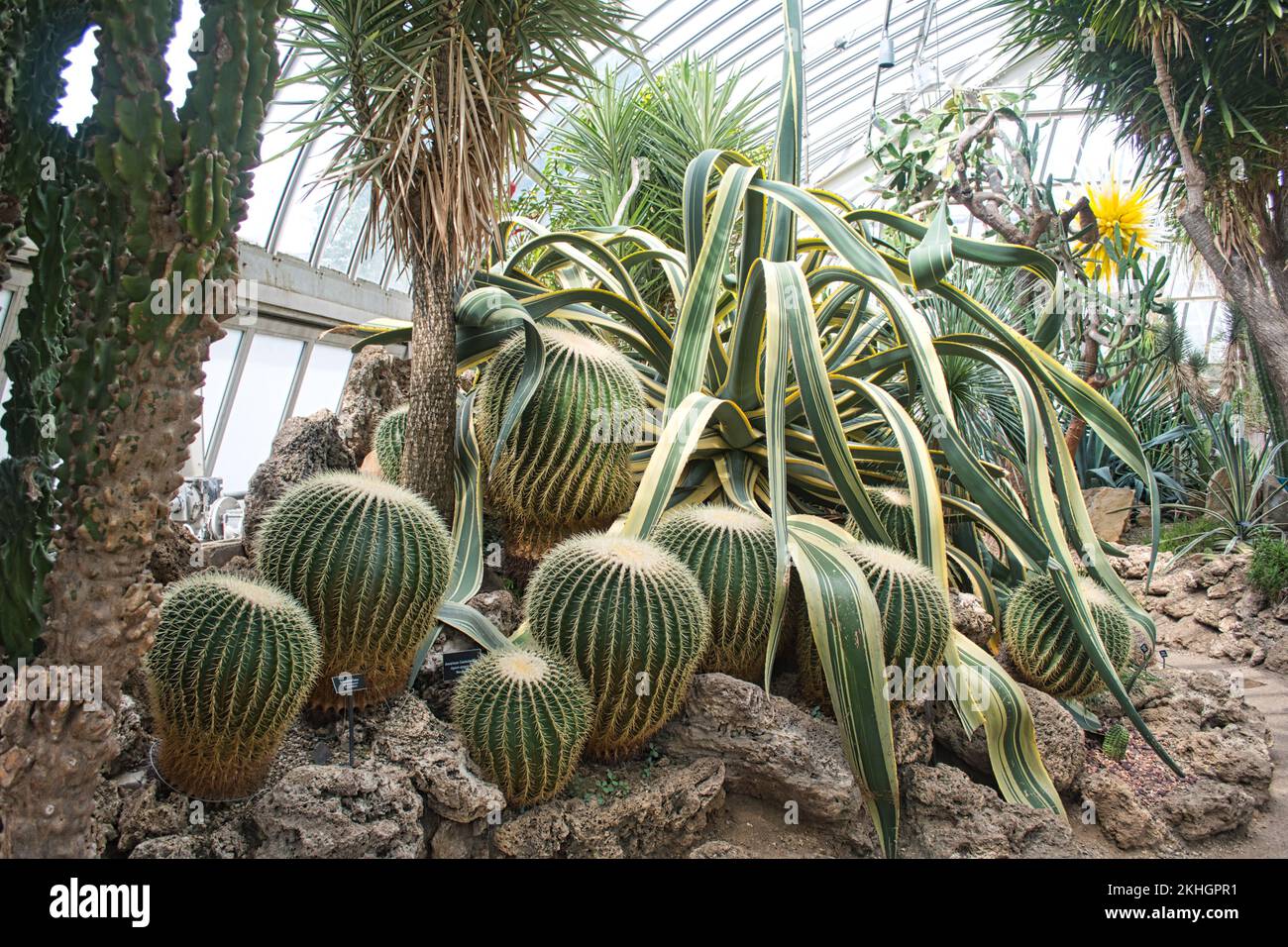 The close-up view of different cactus plants growing in a greenhouse ...