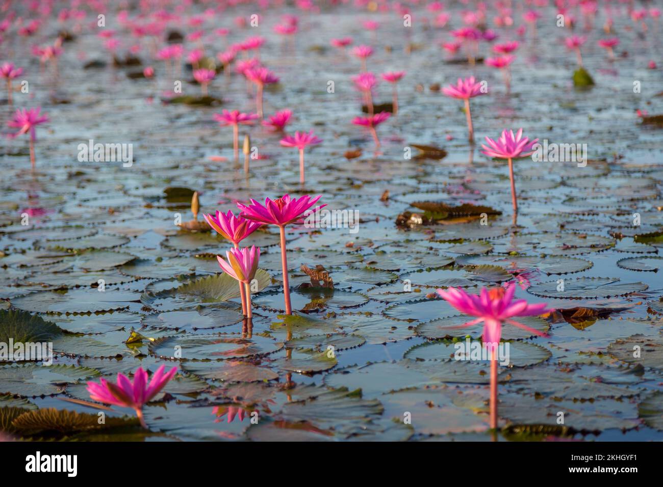 Pink water lily with purple flowers bloom on lake background Stock ...