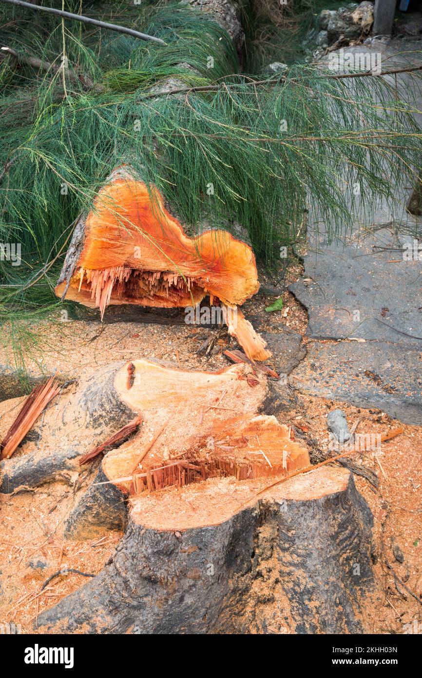 Cut down pine tree nature background Stock Photo - Alamy