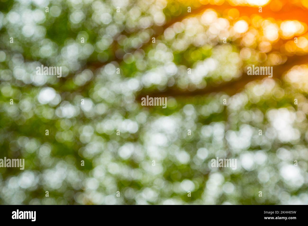 Green bokeh of tree nature background Stock Photo - Alamy