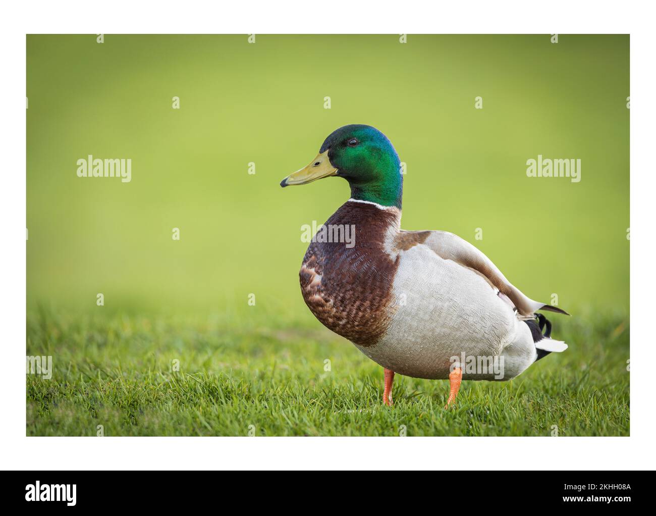 A closeup of a duck walking on green grass Stock Photo - Alamy