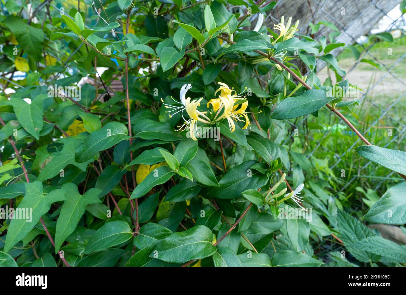 A closeup of beautiful Japanese honeysuckle flowers with green leaves ...