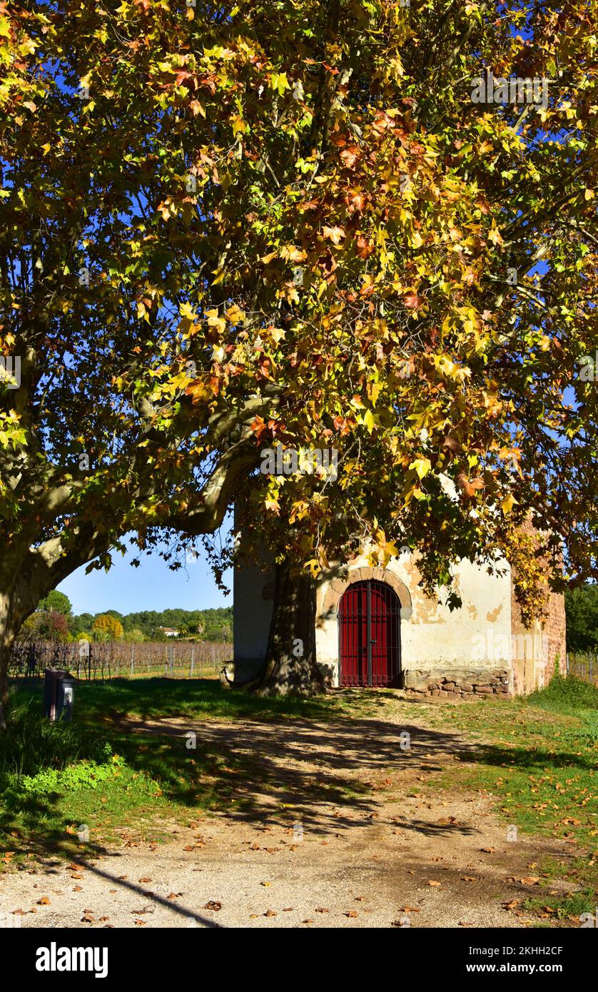 St Jean chapel and its plane tree in autumn colors in Cuers in the Var ...