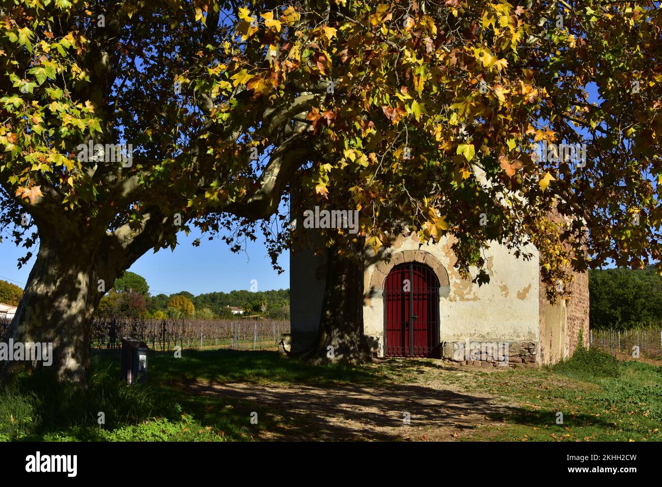 St Jean chapel and its plane tree in autumn colors in Cuers in the Var ...