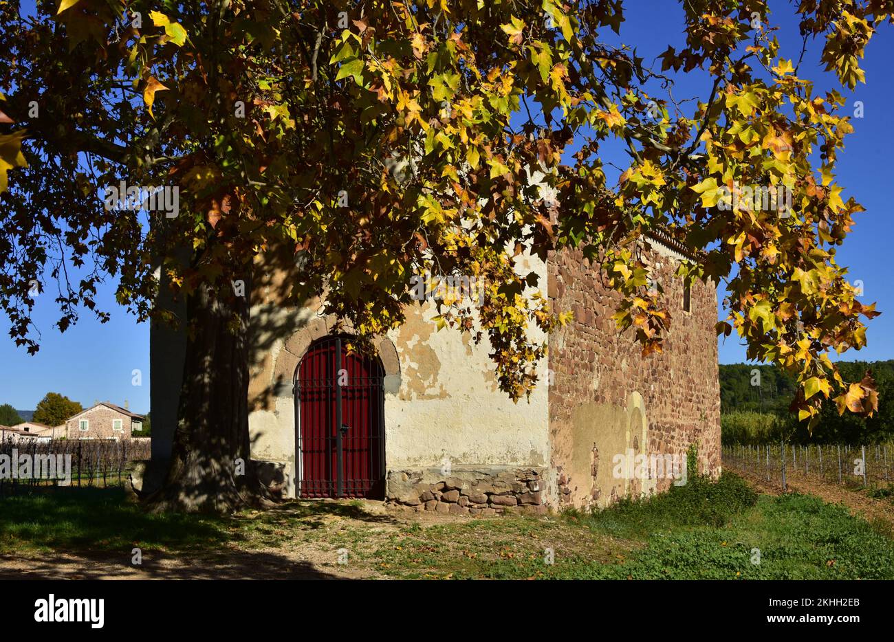 St Jean chapel and its plane tree in autumn colors in Cuers in the Var ...