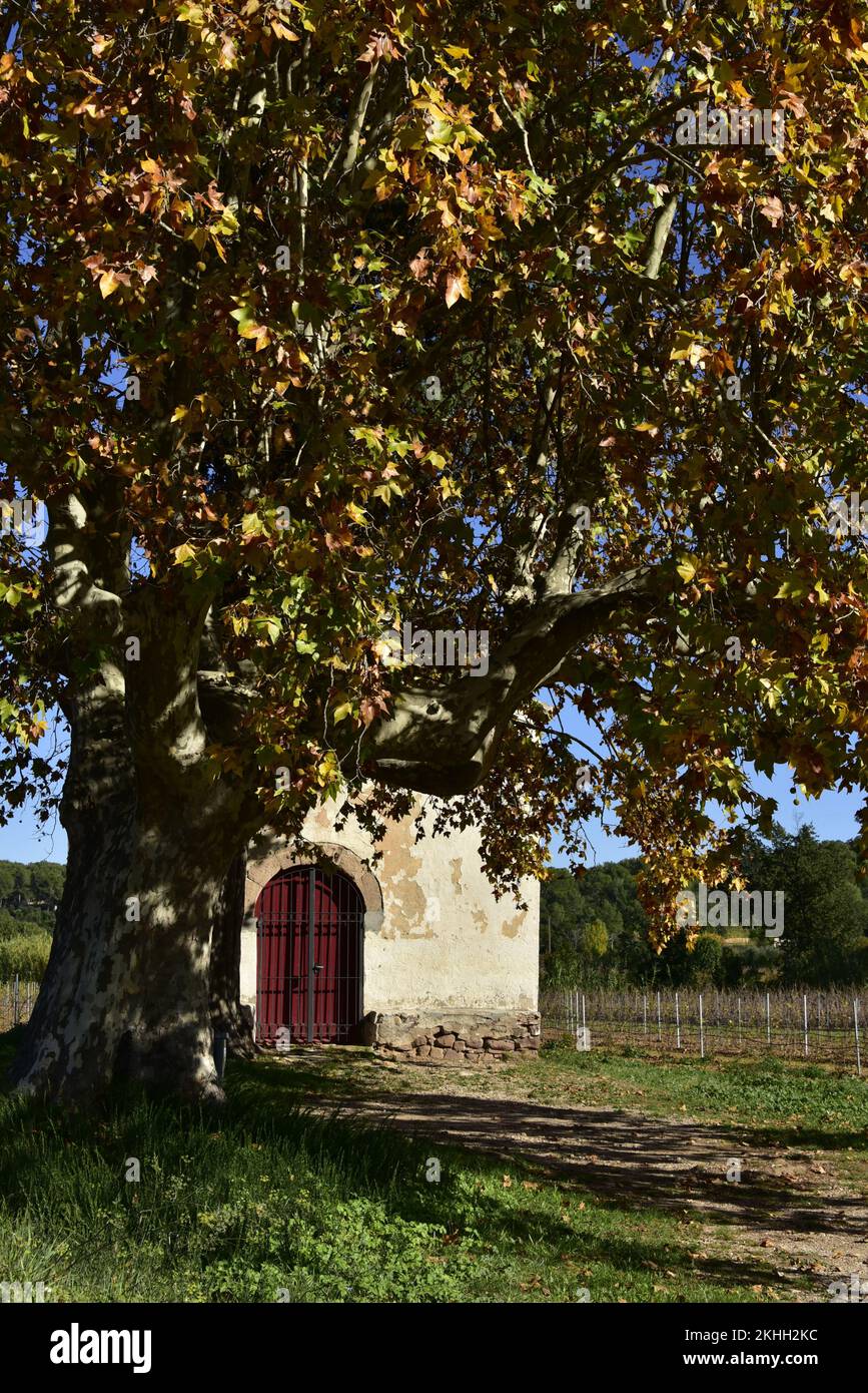 St Jean chapel and its plane tree in autumn colors in Cuers in the Var ...