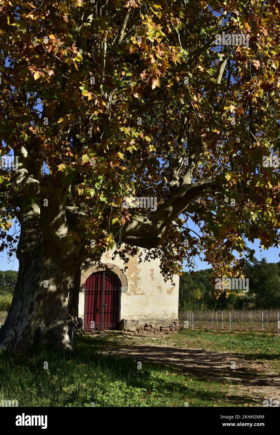 St Jean chapel and its plane tree in autumn colors in Cuers in the Var ...