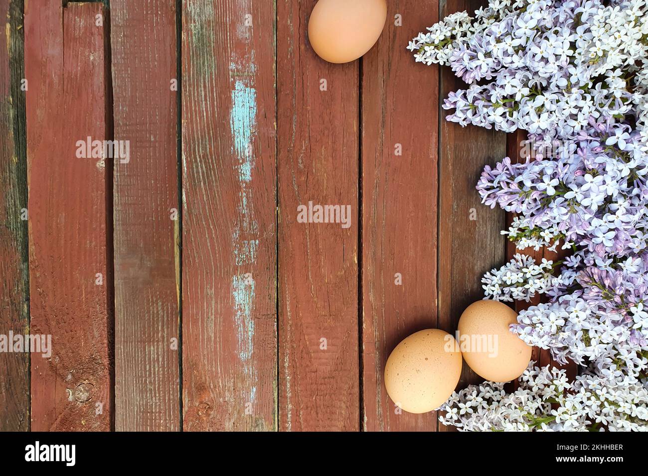 Brown eggs of domestic chicken hens and lilac flower on old red wood ...