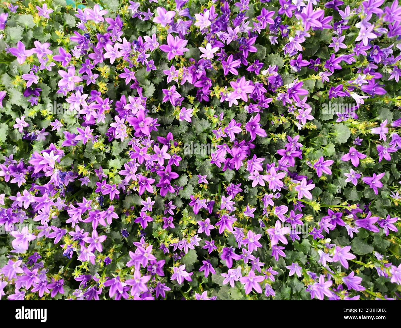 Purple flowers of Dalmatian or Adria bellflower (Campanula ...