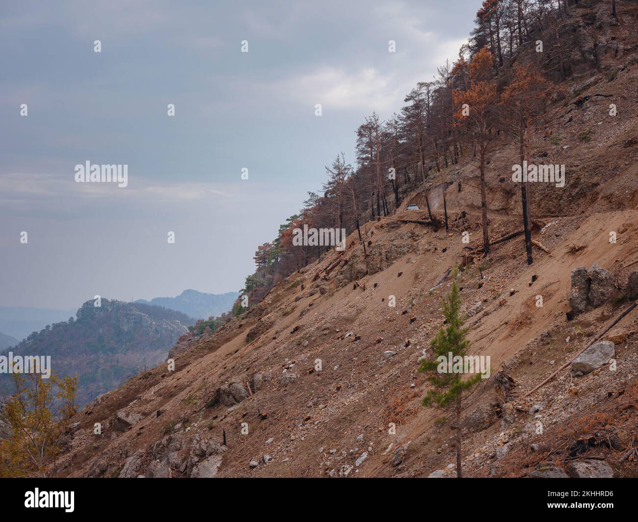 Turkey has been fighting forest fires since 28 July 2021. Forests in ...