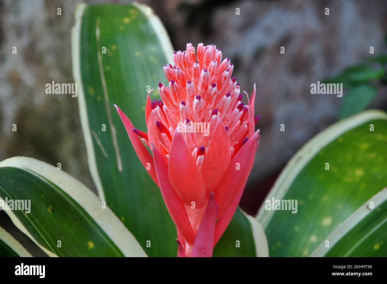 Closeup of Billbergia pyramidalis plant with flower in garden Stock ...