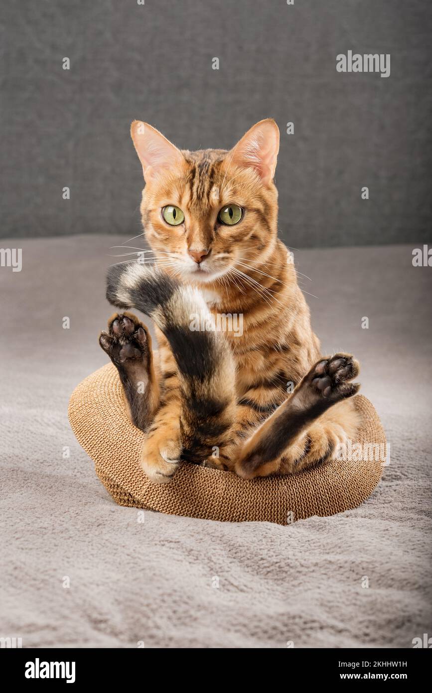 Funny Bengal cat sits in a straw hat. Portrait of a domestic cat Stock ...