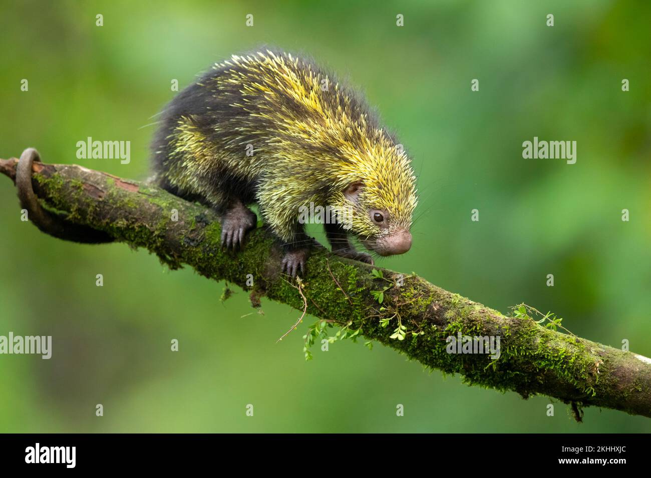 Knoxville zoo hi-res stock photography and images - Alamy