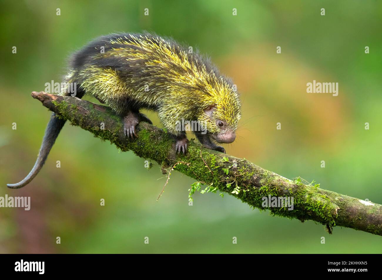 Mexican hairy dwarf porcupine Stock Photo - Alamy