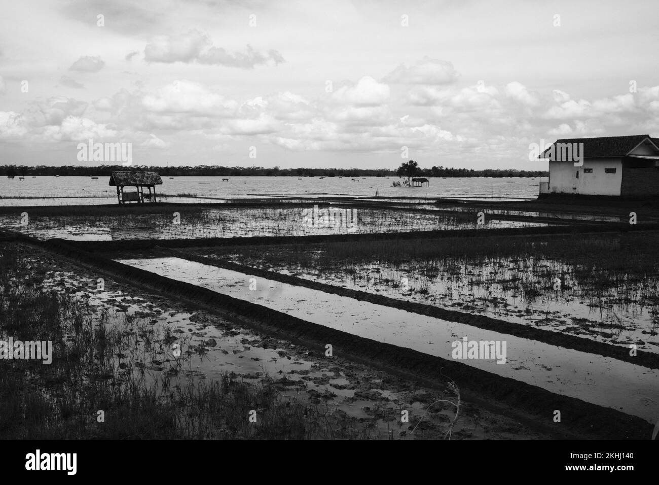 Black and white photo, Monochrome photo of rice fields submerged in ...