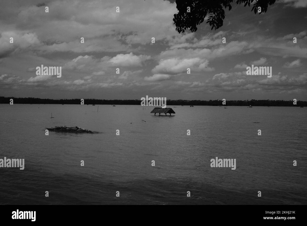 Black and white photo, Monochrome photo of rice fields submerged in ...