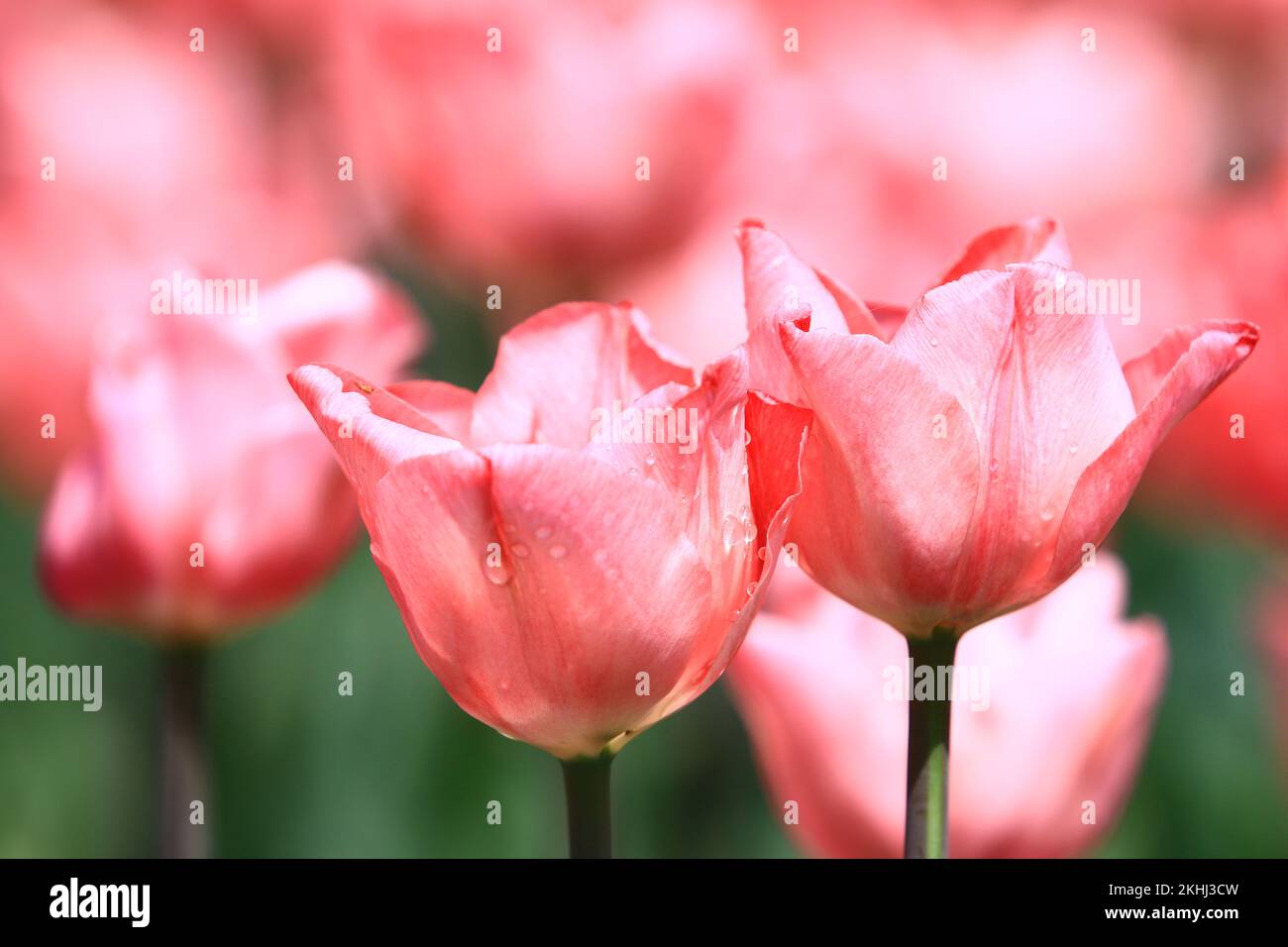 blooming colorful Tulip flowers with raindrops,close-up of beautiful ...