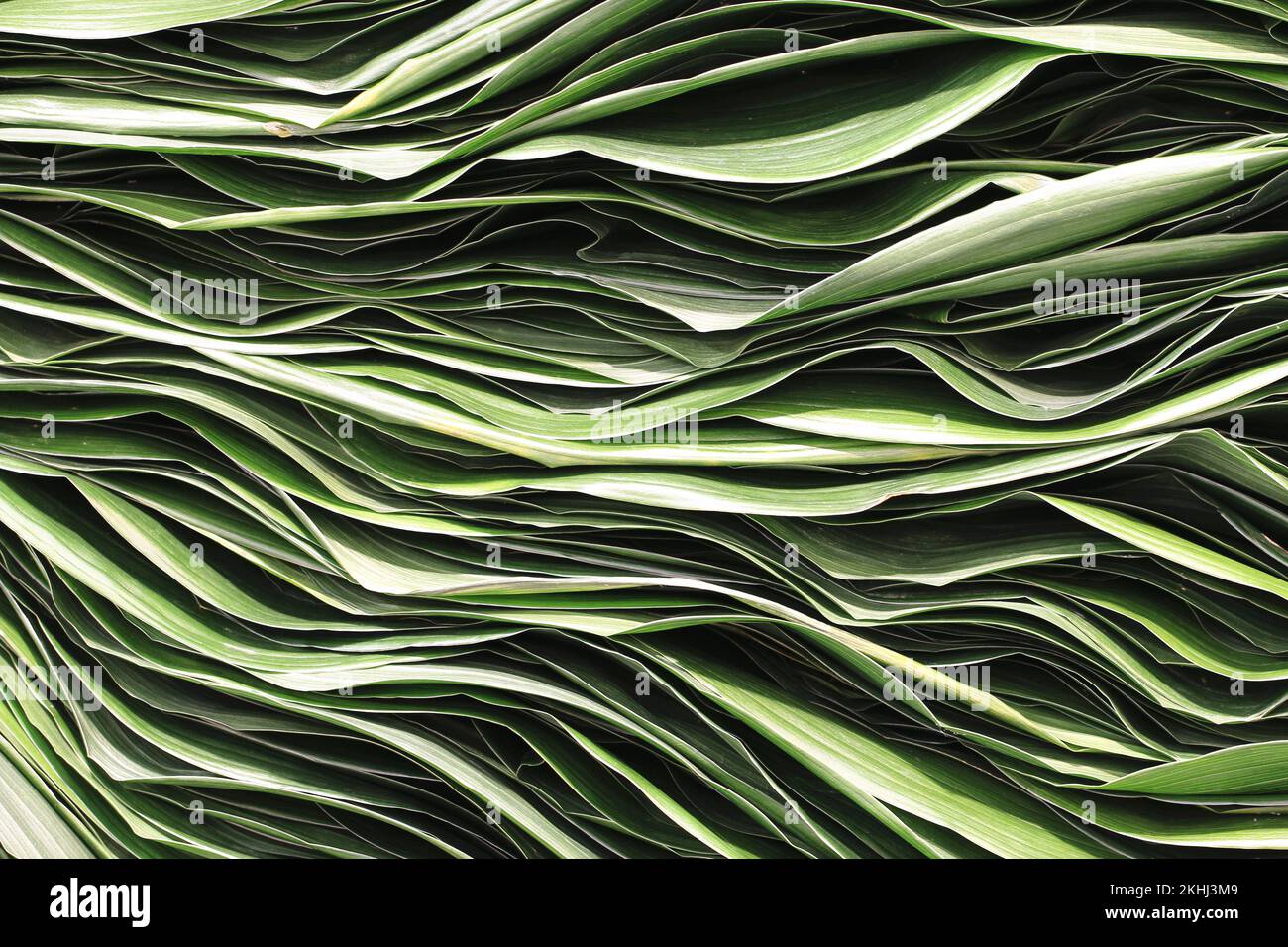 Forage grasses hi-res stock photography and images - Alamy