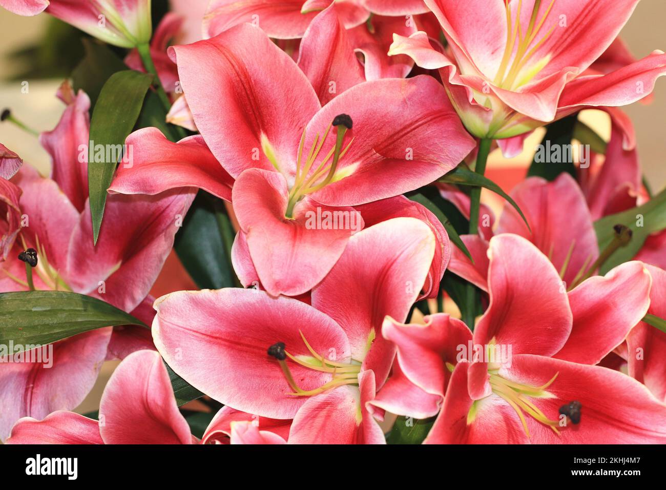 blooming colorful Oriental Lily,Fragrant Lily flowers,close-up of red ...