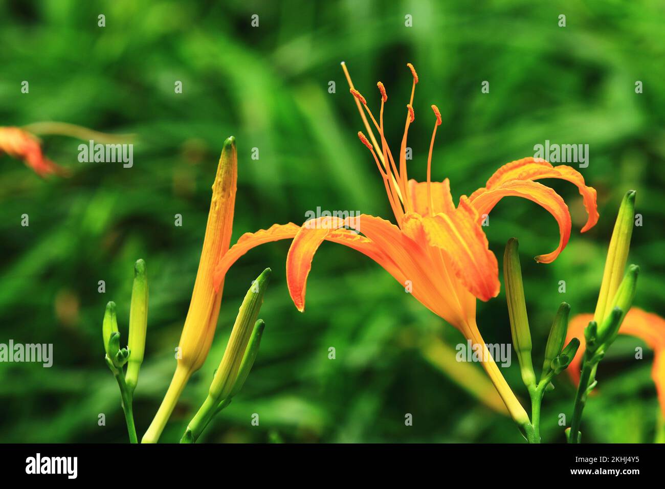 blooming Daylily,Hemerocallis fulva,Orange Daylily flowers,close-up of ...