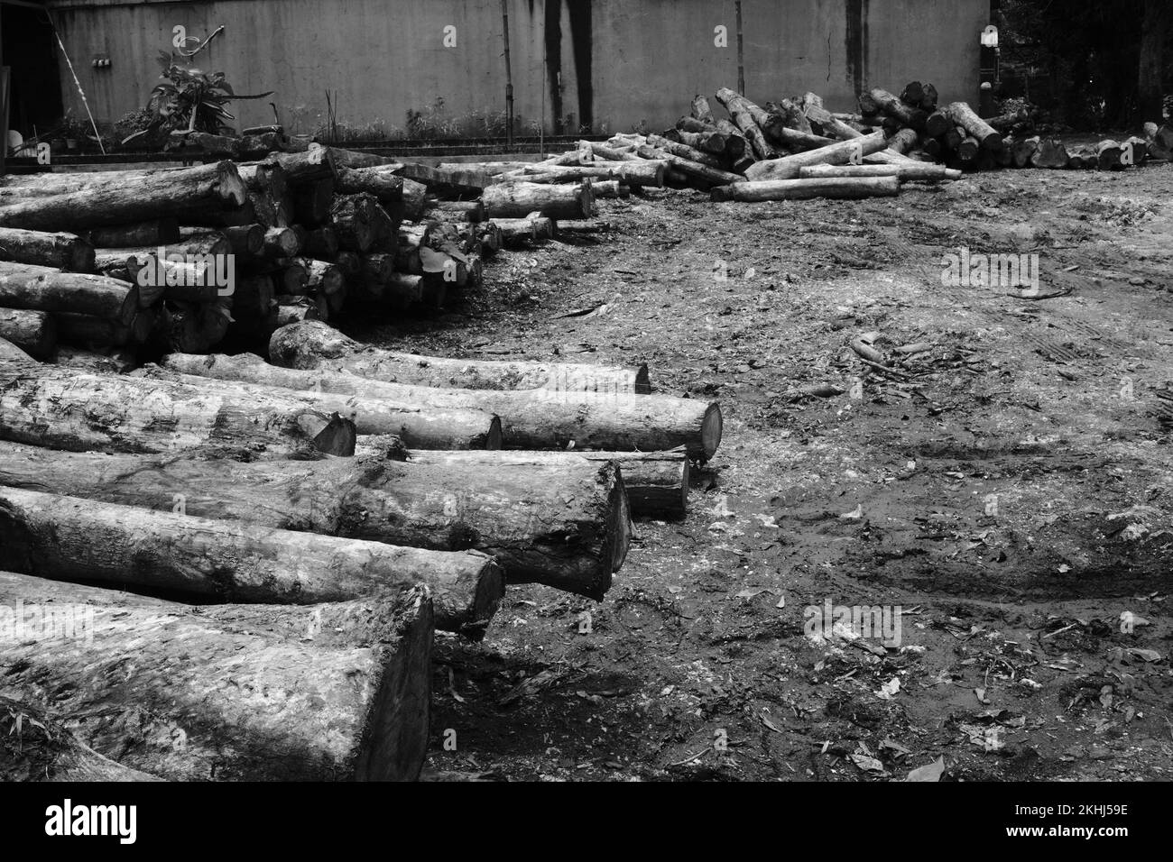 Black and white photo, Monochrome photo of piles of wood from forest ...