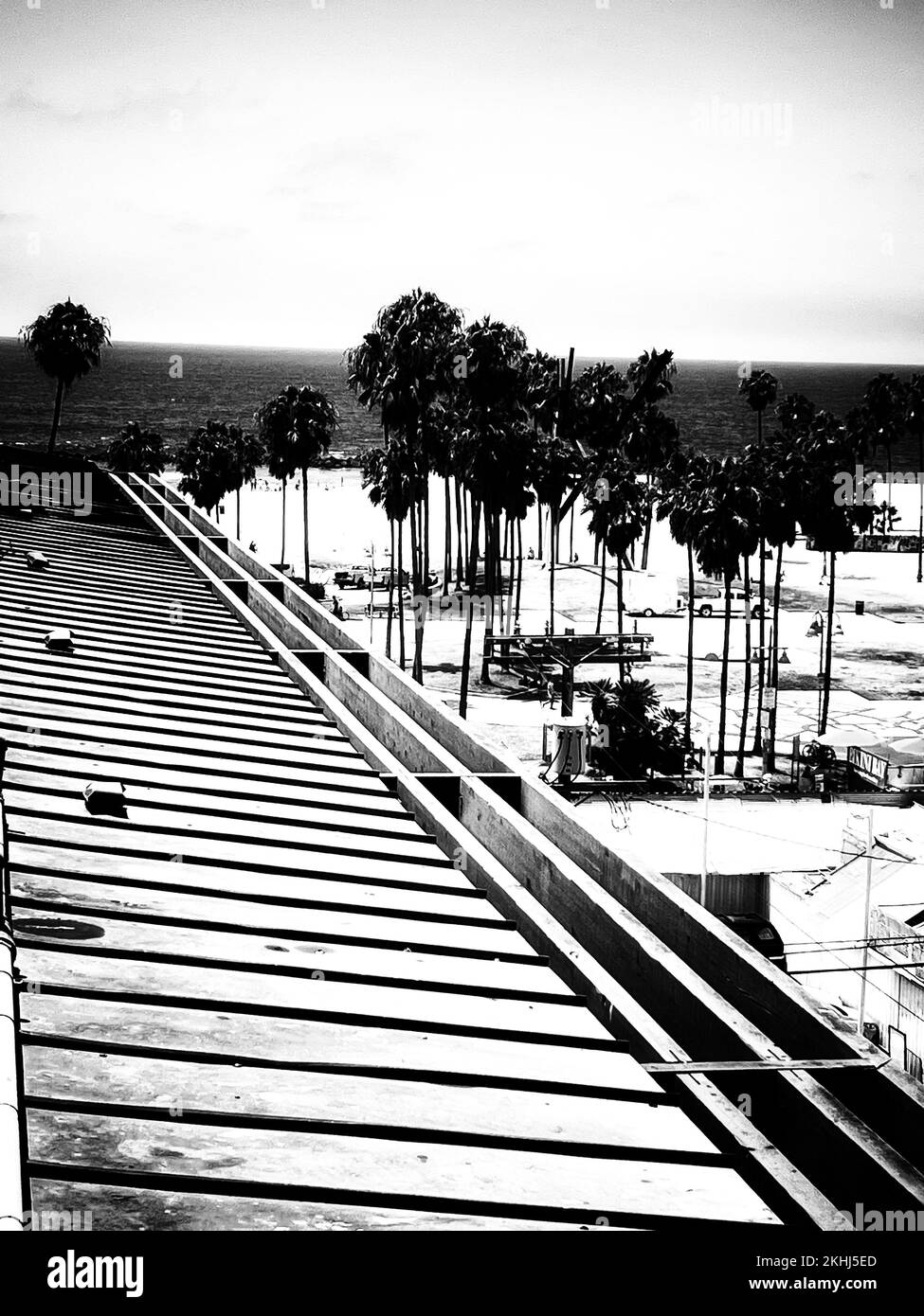 A vertical grayscale of the palm trees at the shore Stock Photo - Alamy
