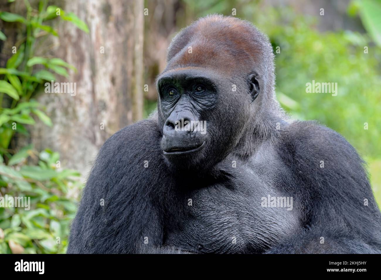Gorila in the zoo Stock Photo - Alamy