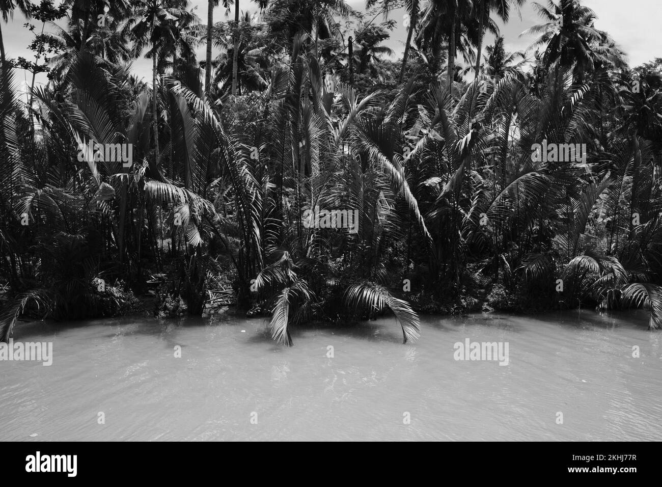 Black and white photo, Monochrome photo of rice fields submerged in ...