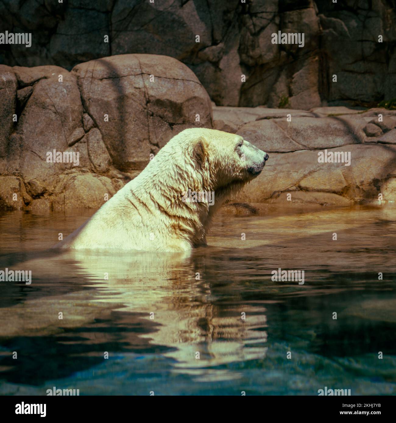 Gold Coast, Queensland, Australia - White polar bear at Seaworld theme ...