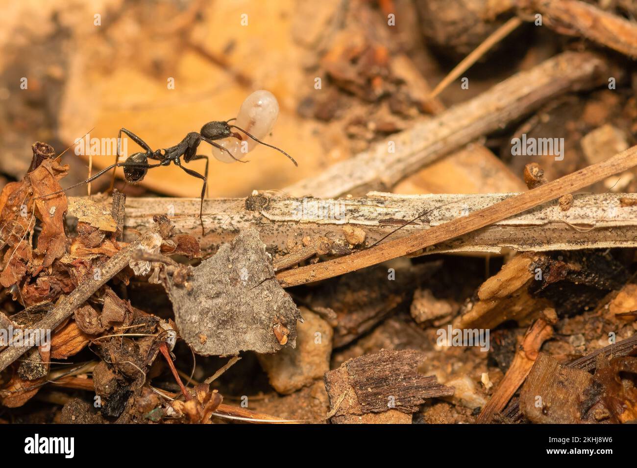 Ant carrying an egg and changing its place to protect it. Close up view ...