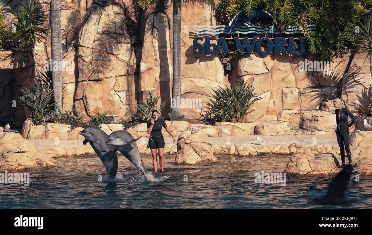 Gold Coast, Queensland, Australia - Dolphin show at Seaworld theme park ...