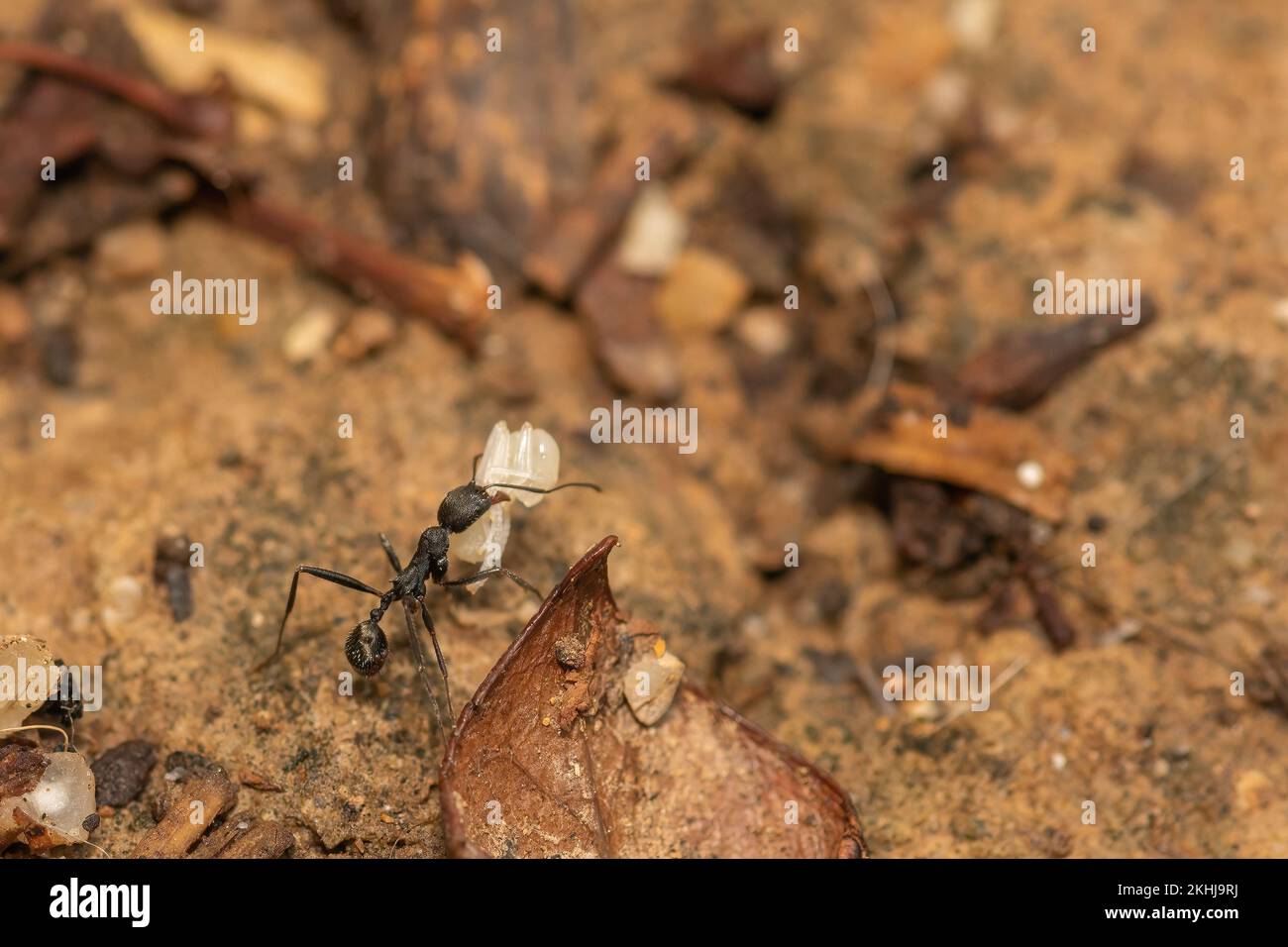 Ant carrying an egg and changing its place to protect it. Close up view ...