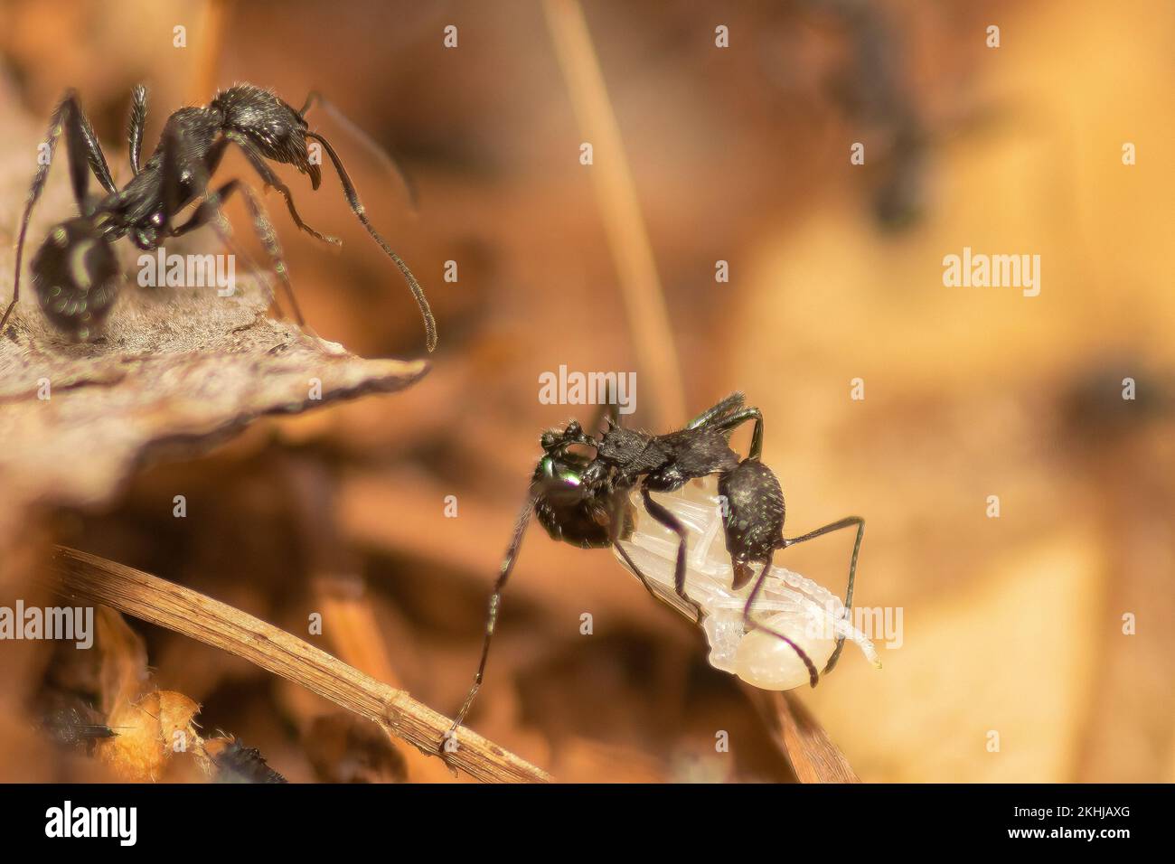 Ants helping each other carrying an egg and changing its hi-res stock ...