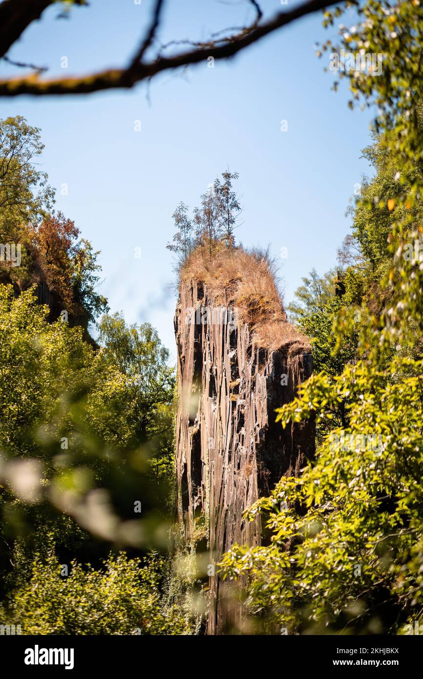 A cliff surrounded by dense trees in forest Stock Photo - Alamy