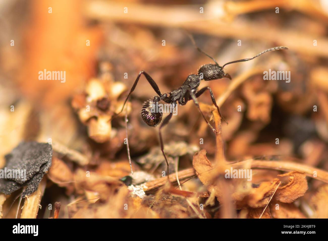 Close up view of an ant walking Stock Photo - Alamy