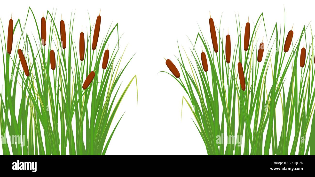 Reed in the green grass. Swamp and river plants. Vector flat illustration Stock Vector Image ...