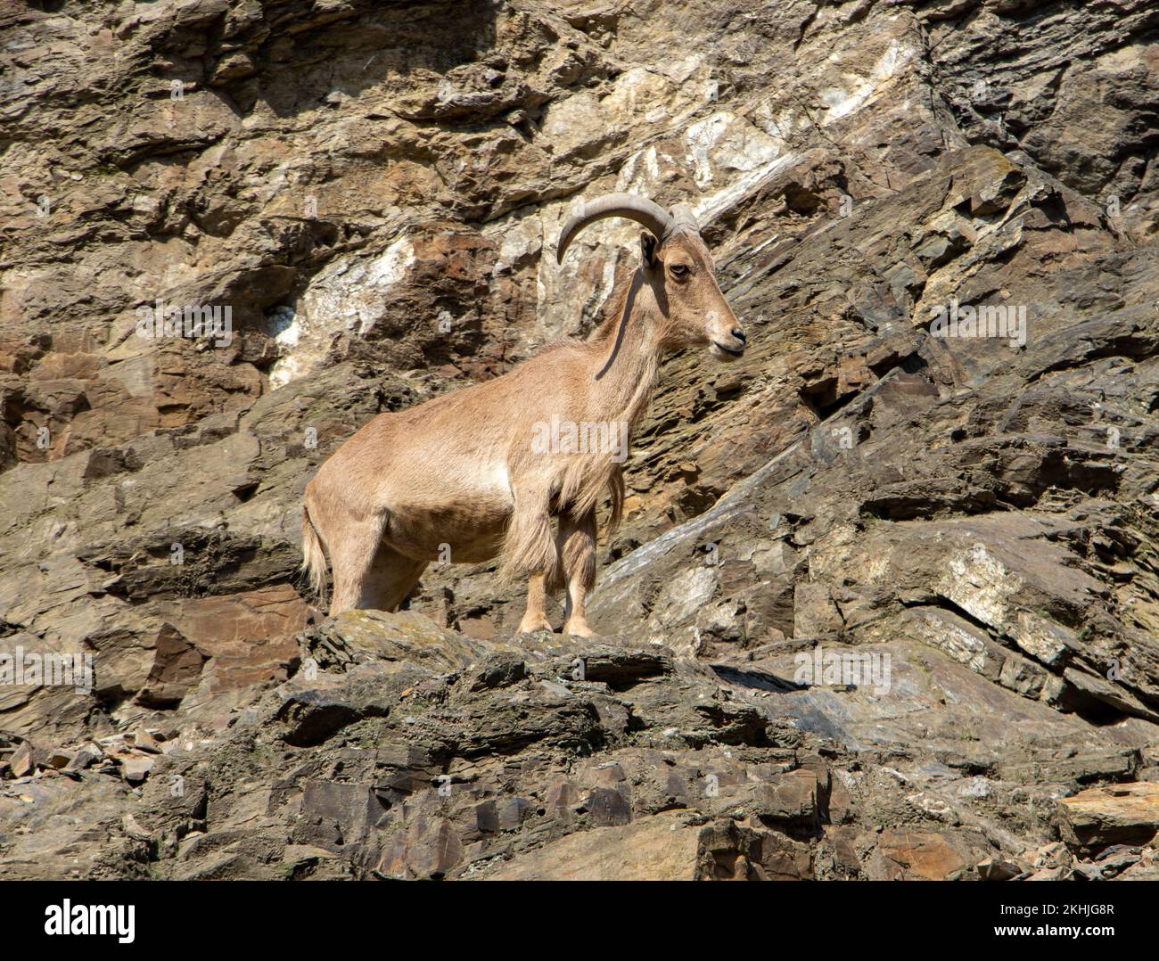 Barbary sheep (Ammotragus lervia) standing on a rock wall Stock Photo ...