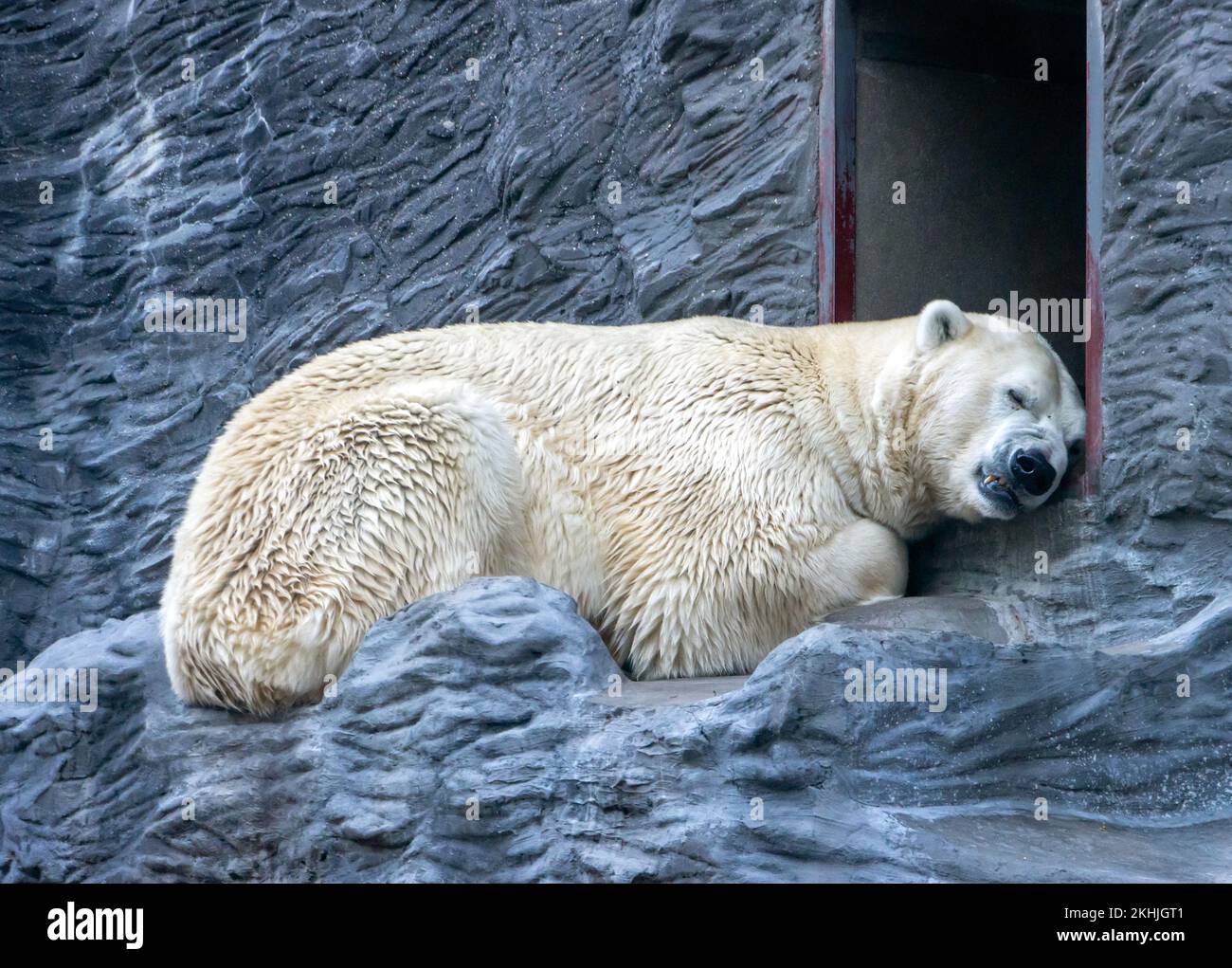 A polar bear lies with its head hidden in the entrance Stock Photo - Alamy