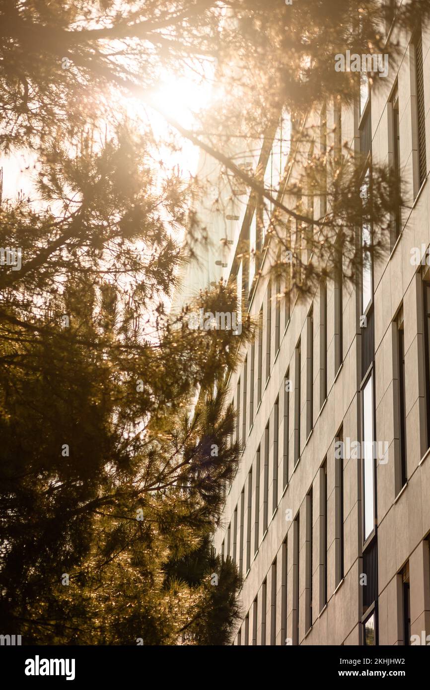A residential building facade with growing tree Stock Photo - Alamy