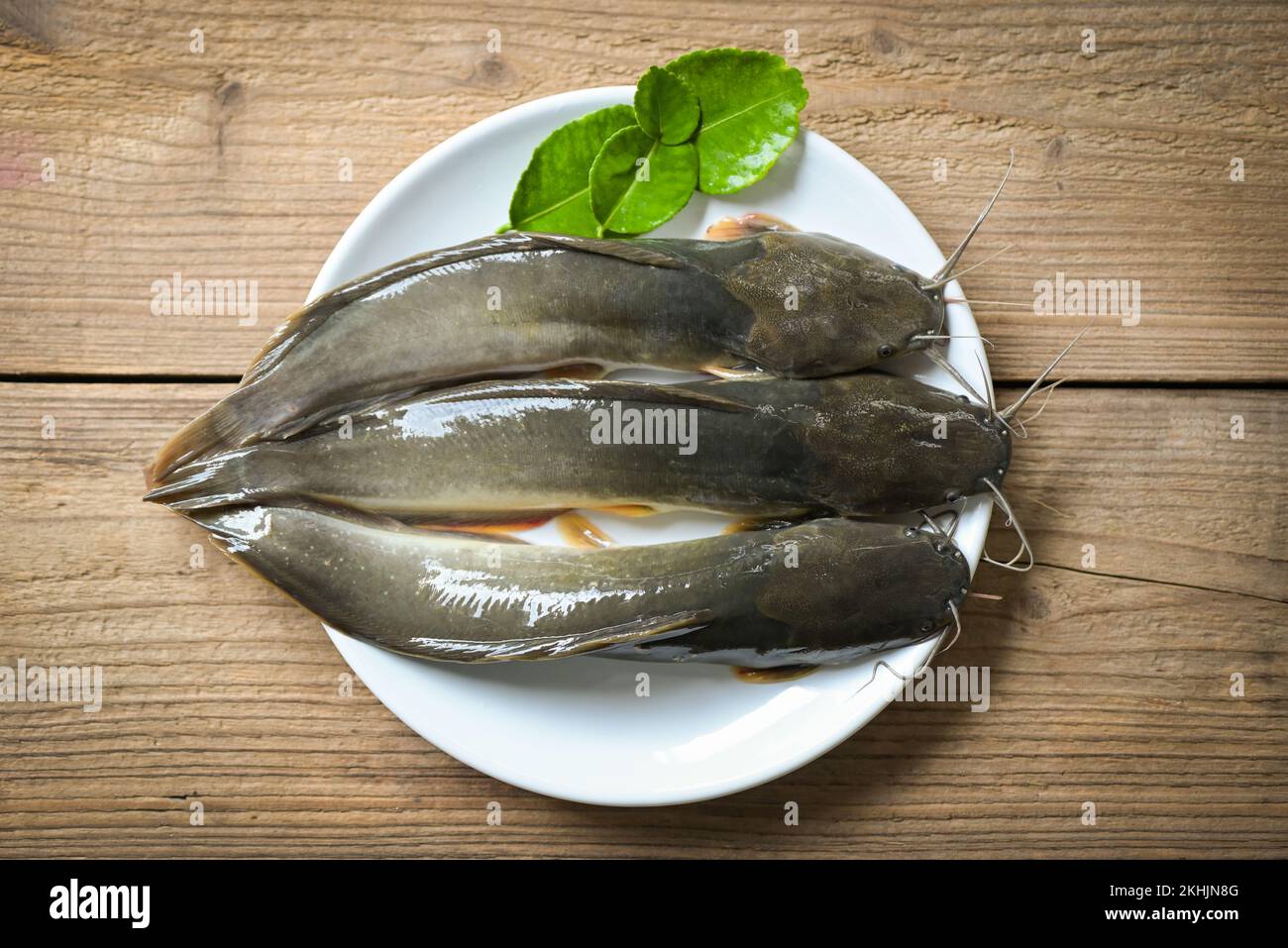 catfish on plate, fresh raw catfish freshwater fish, catfish for ...