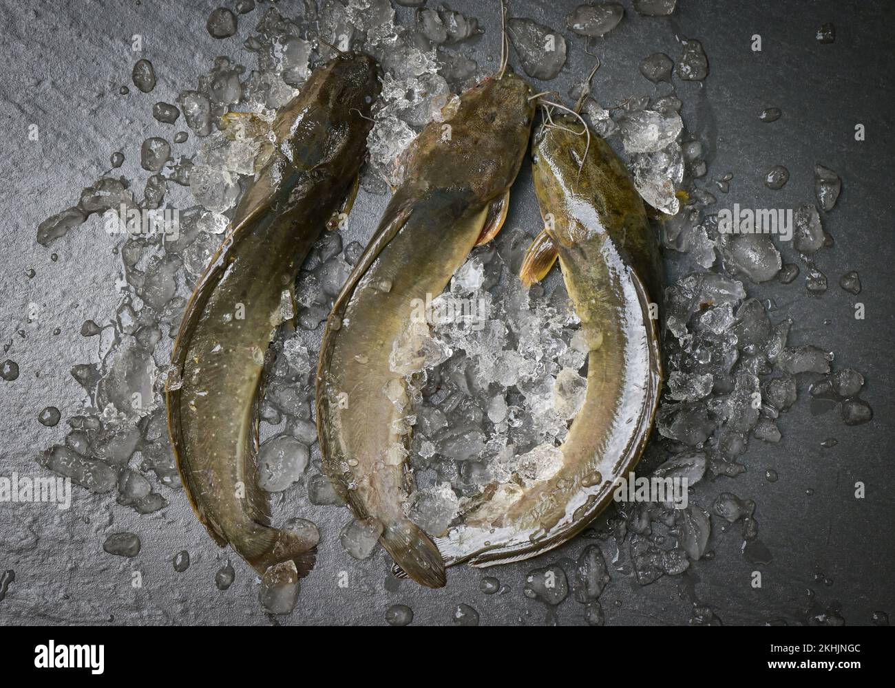 catfish on ice in the fish market, fresh raw catfish freshwater fish ...
