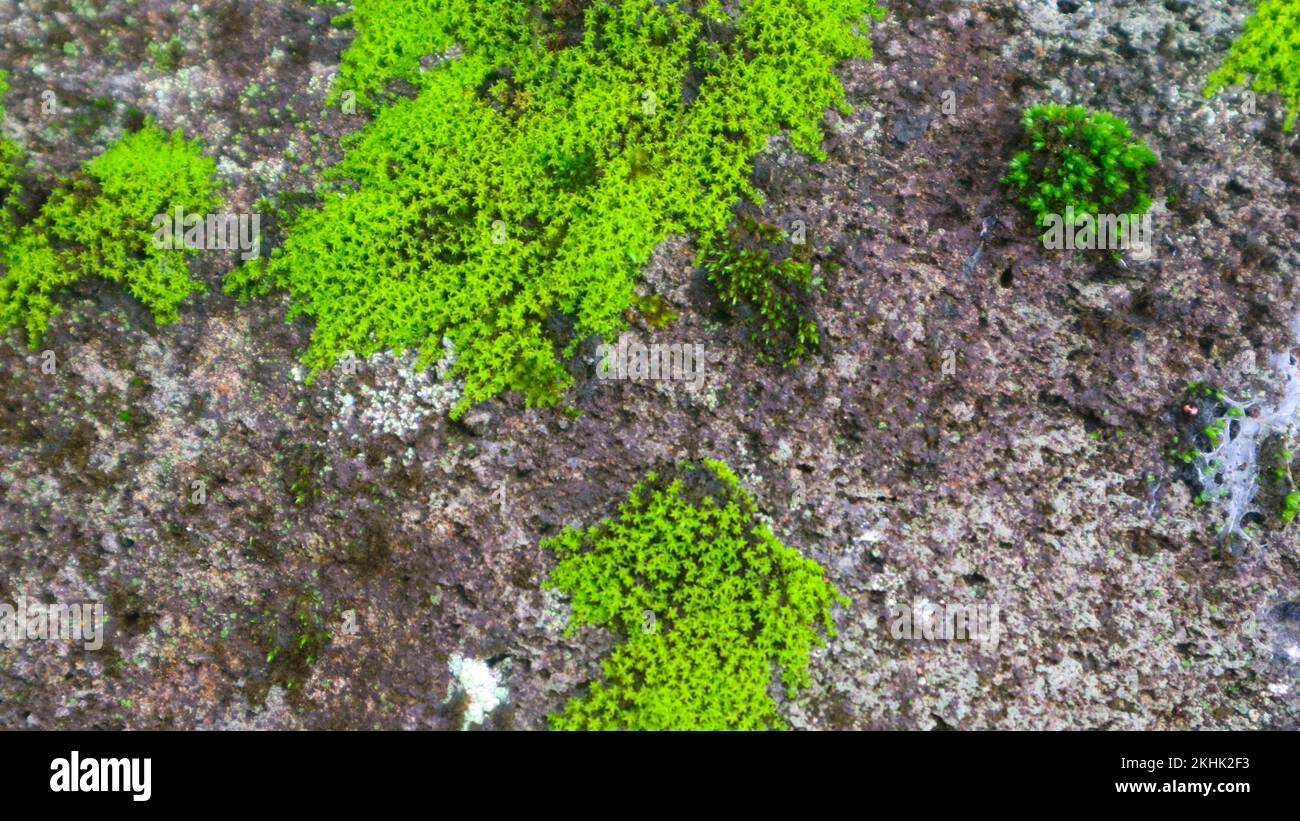 Mossy stone texture as background Stock Photo - Alamy