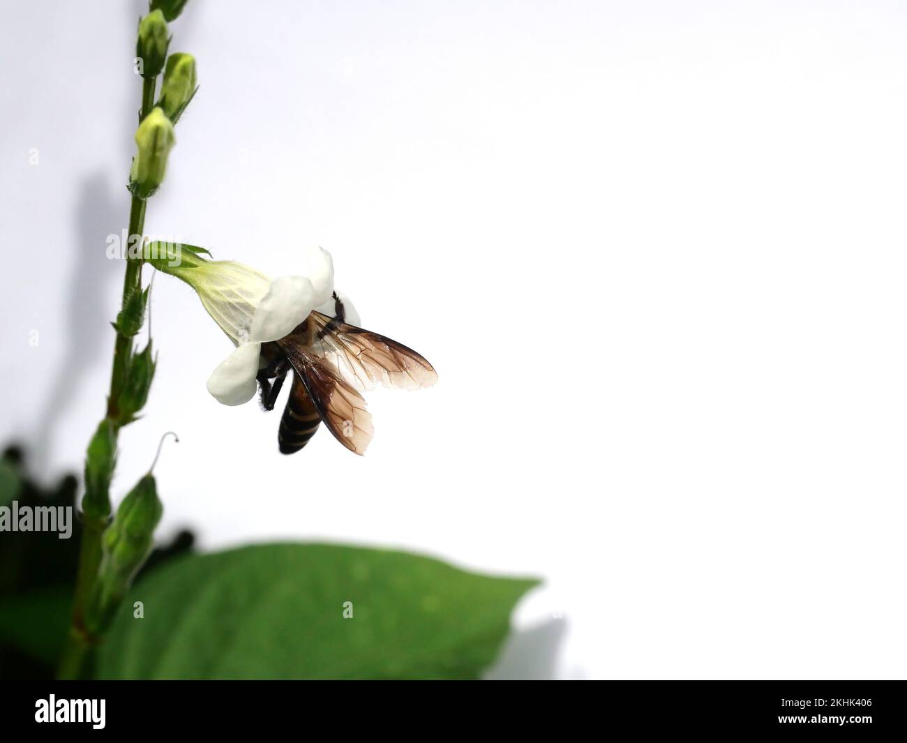 Giant honey bee seeking nectar on white Chinese violet or coromandel or ...