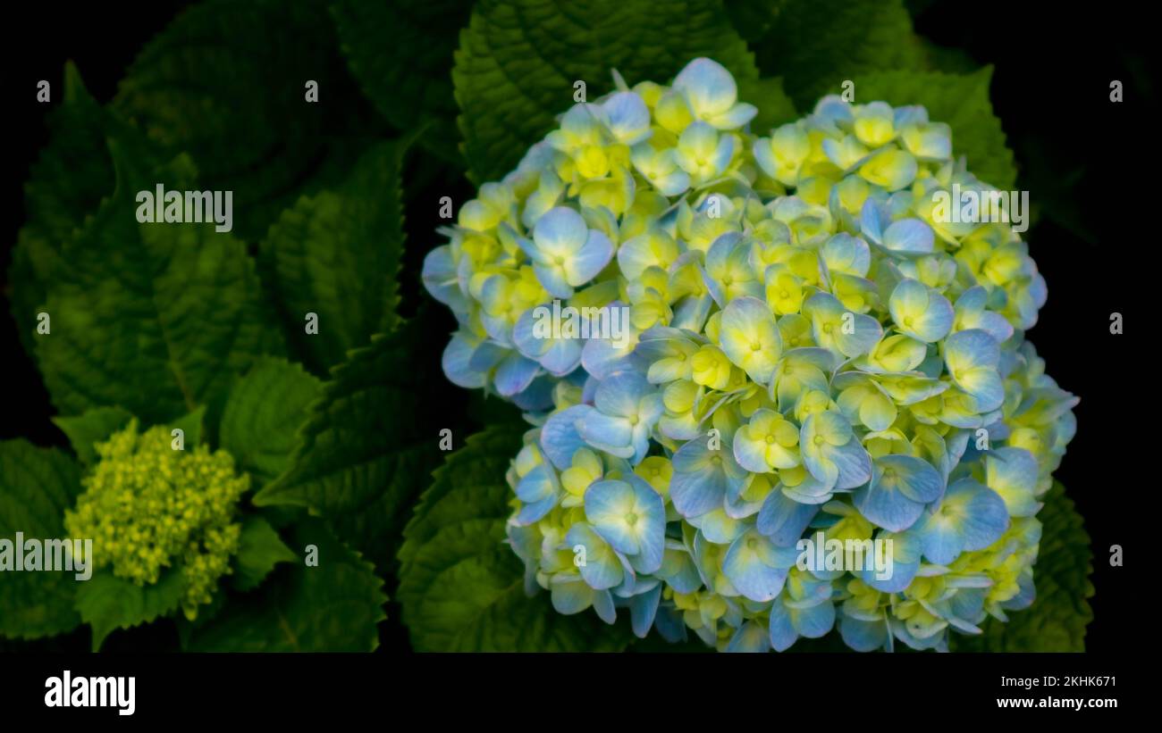 beautiful and amazing hydrangea flowers Stock Photo - Alamy