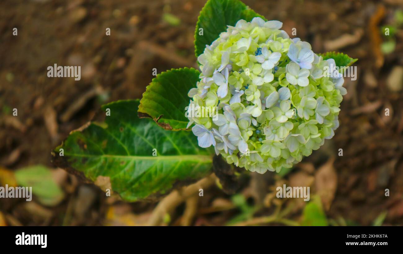 beautiful and amazing green hydrangeas Stock Photo - Alamy