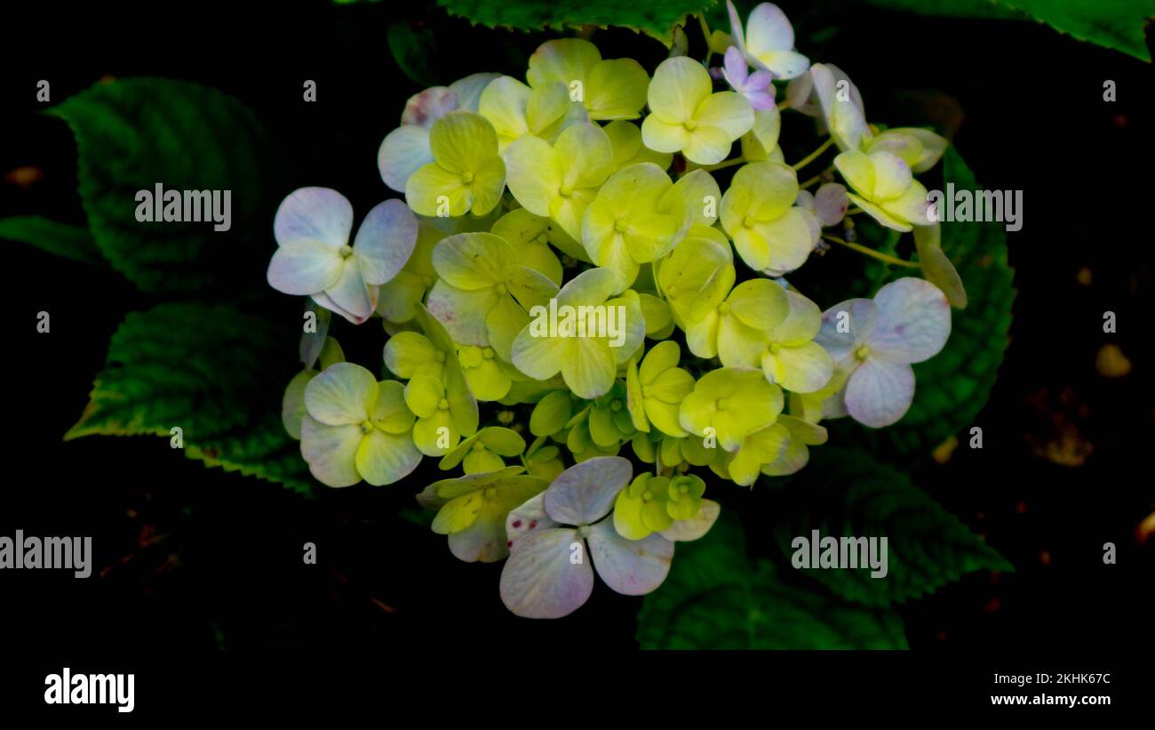 Fluffy hydrangeas hi-res stock photography and images - Alamy