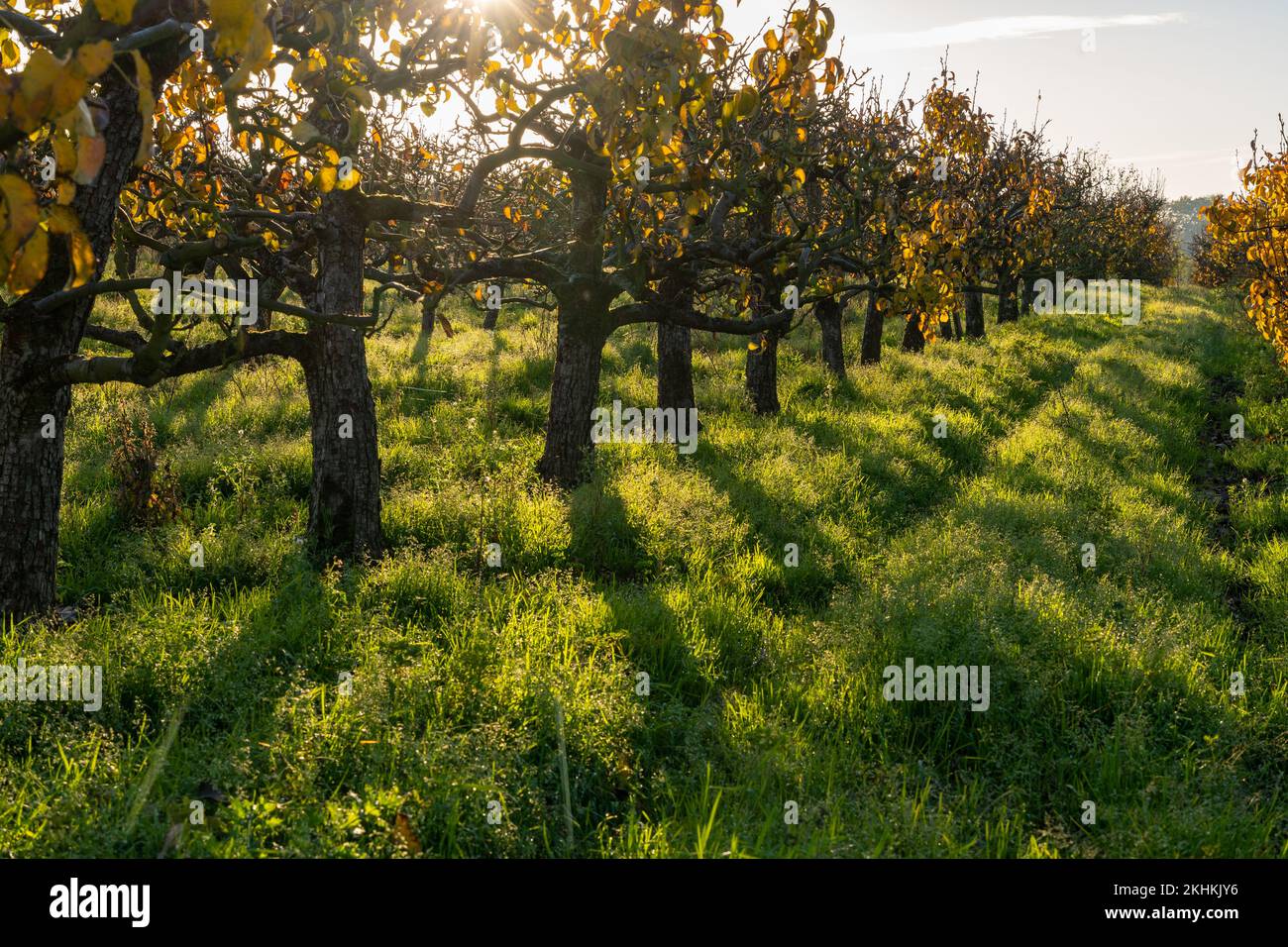 Pear trees in an orchard in autumn with low sun and long shadows Stock ...