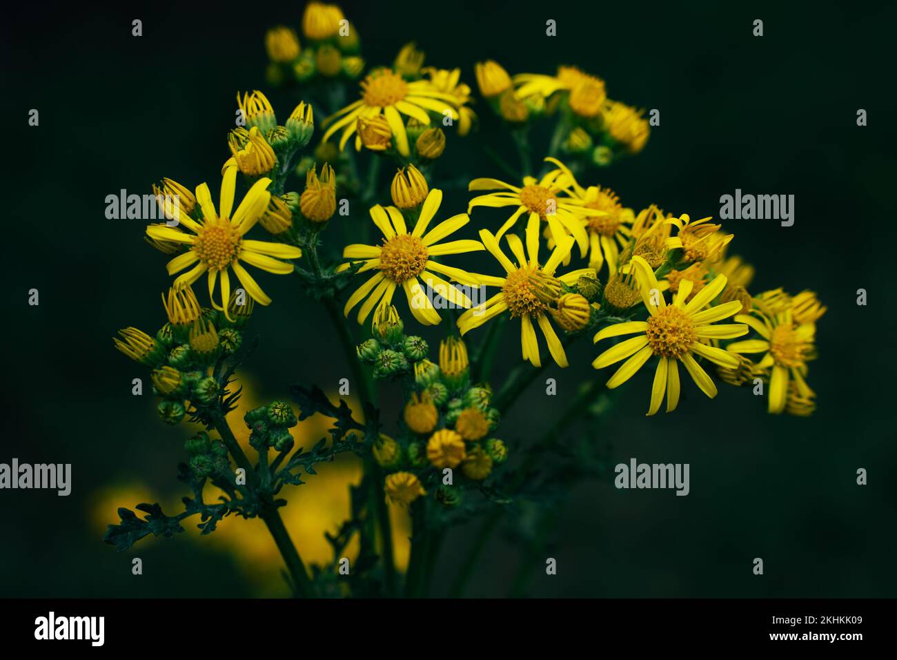 A Jacobea Vulgaris or Senecio Jacob, wild poisonous and medicinal plant ...